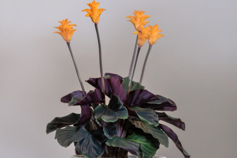 Calathea crocata – uprawa, warunki, rozmnażanie - gardeneo