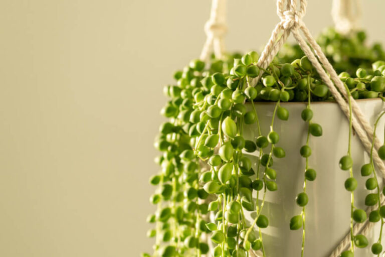 Starzec Rowleya – uprawa rośliny Senecio Rowleyanus - gardeneo