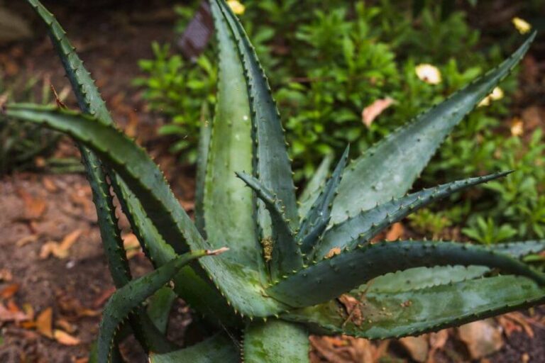 Agawa – odmiany, właściwości, uprawa - gardeneo