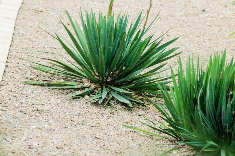 Juka rostrata – uprawa i pielęgnacja - gardeneo