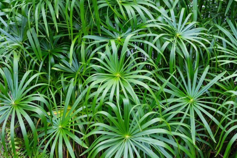 Papirus – najważniejsze informacje, uprawa - gardeneo
