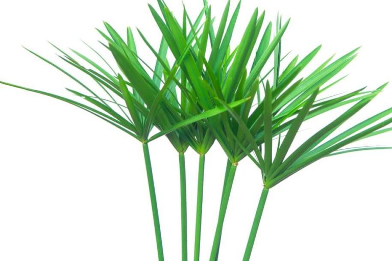 Papirus – kwiat doniczkowy dla początkujących - gardeneo