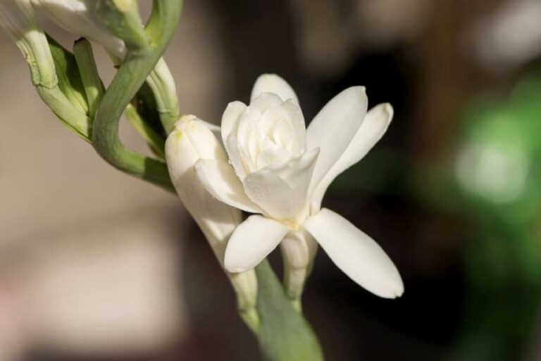 Tuberoza wonna (Polianthes tuberosa) – uprawa i pielęgnacja - gardeneo