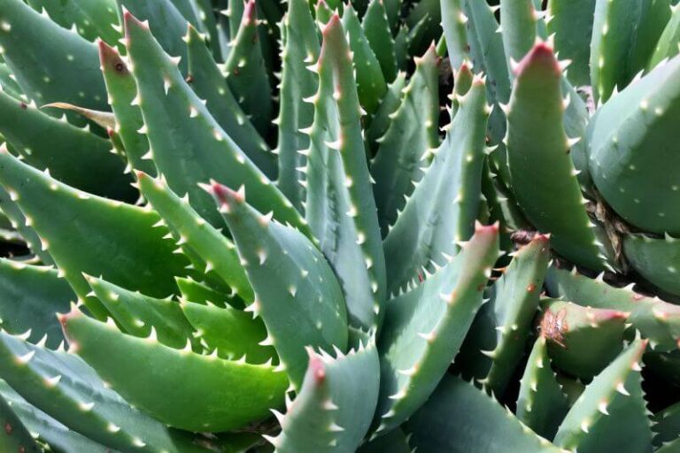 Agawa – odmiany, właściwości, uprawa - gardeneo