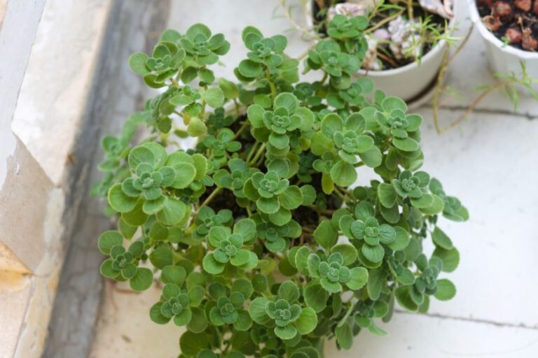 Komarzyca – roślina na komary. Uprawa i pielęgnacja - gardeneo