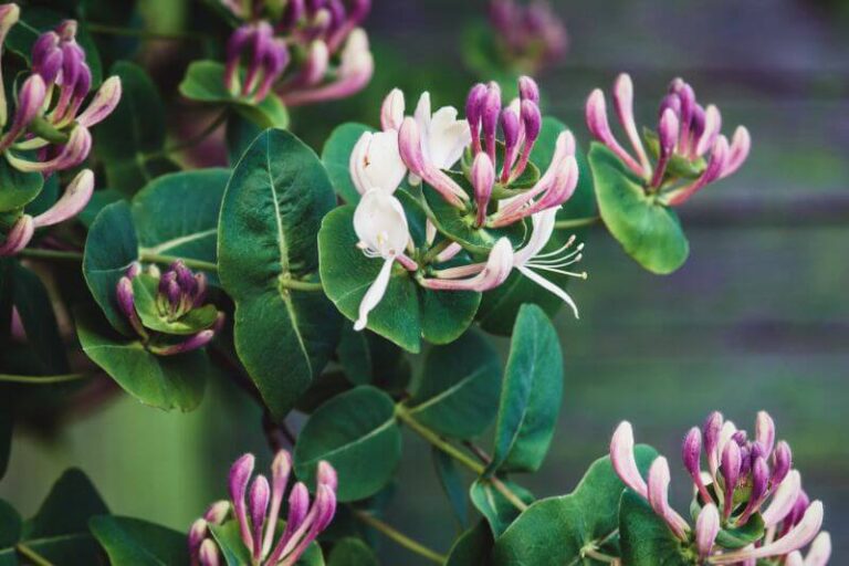 Wiciokrzew zaostrzony (Lonicera acuminata) – uprawa - gardeneo
