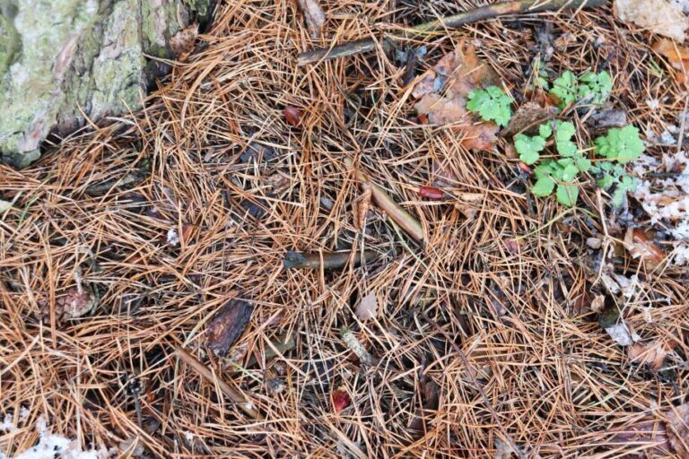 Osutka sosny — jak skutecznie zwalczać? - gardeneo