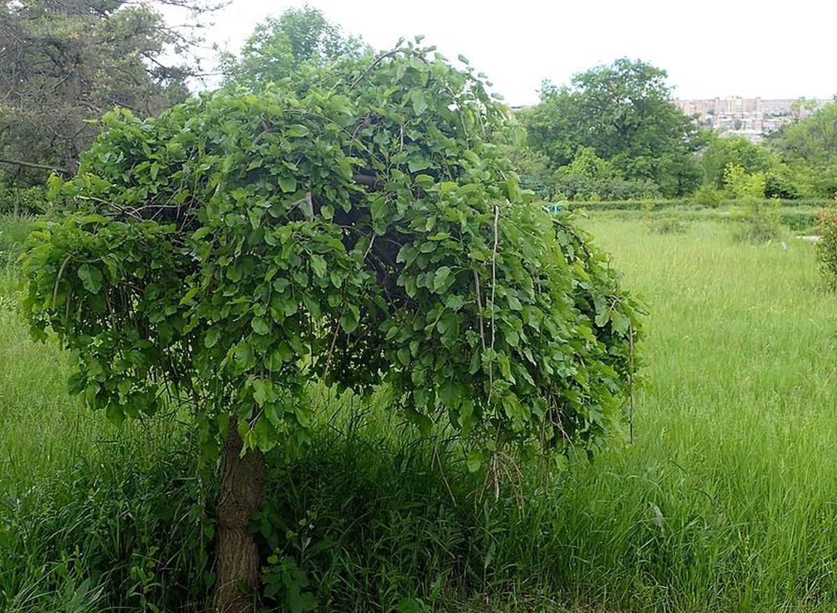 Morwa czarna – wygląd, wymagania, uprawa i właściwości - gardeneo