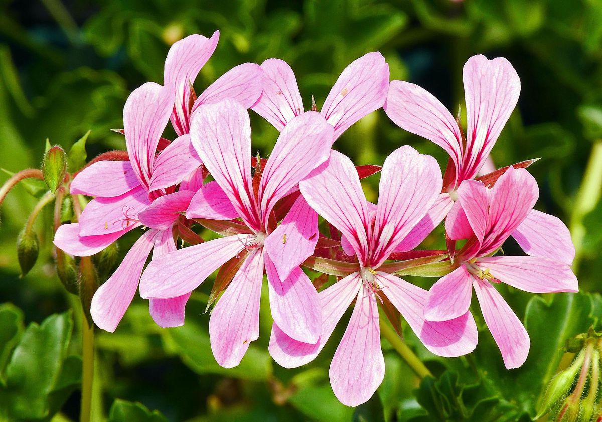 Geranium – uprawa, rozmnażanie, właściwości - gardeneo