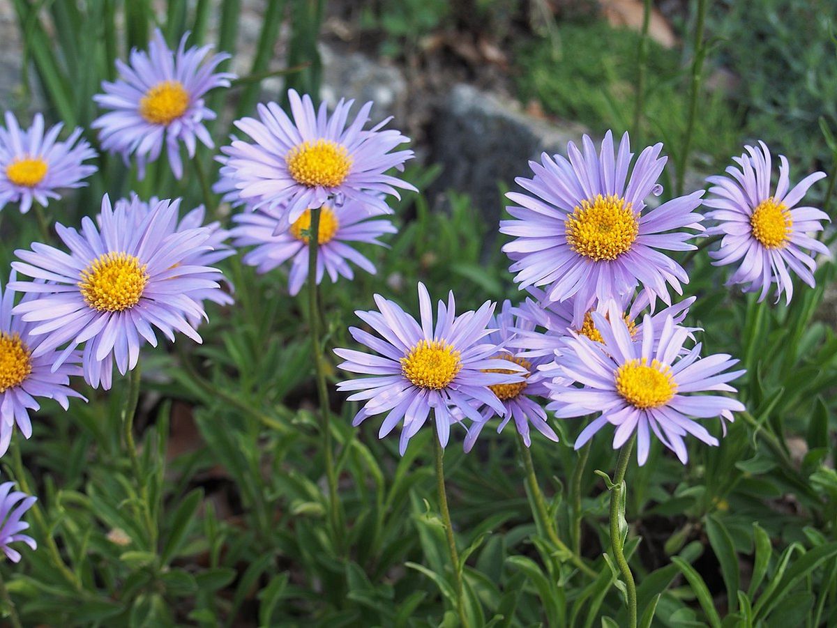 Aster alpejski – uprawa i pielęgnacja Aster alpinus - gardeneo