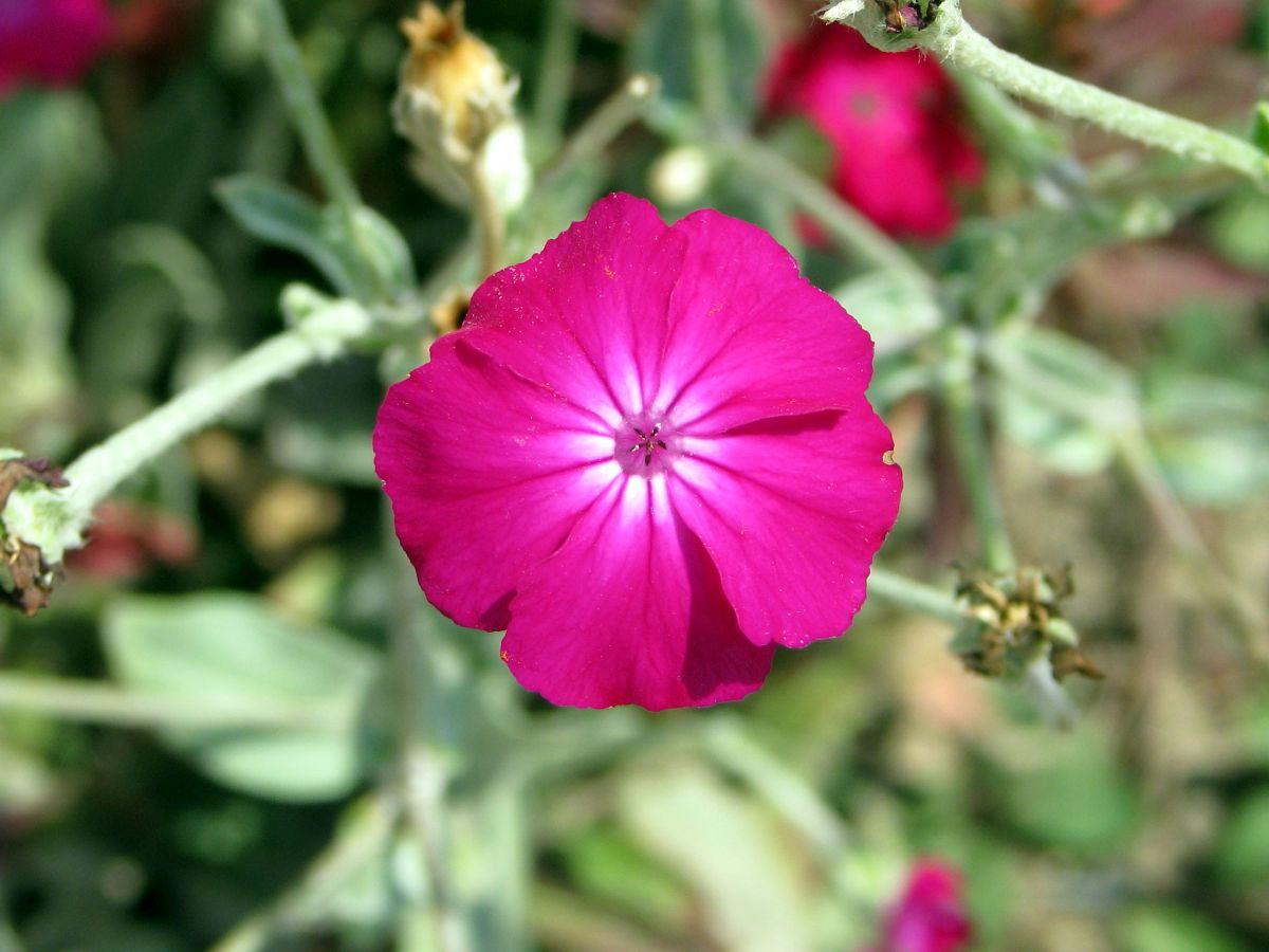 Firletka – uprawa, pielęgnacja, rozmnażanie - gardeneo