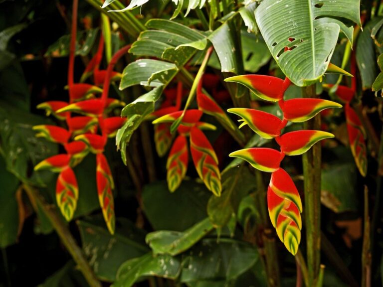 Helikonia dziobata i papuzia – czym się rożnią? - gardeneo