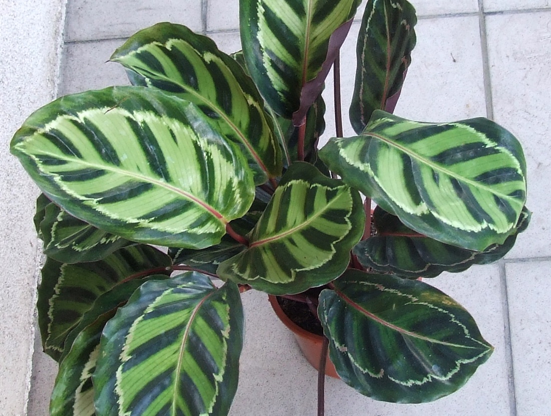 Calathea – piękna roślina tropikalna - gardeneo