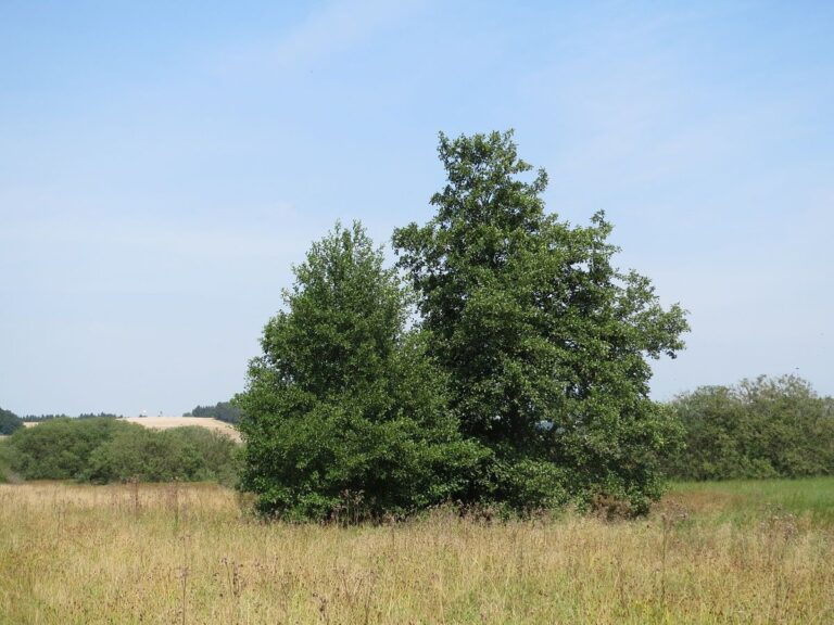 Sekwoja w Polsce – uprawa mamutowca olbrzymiego - gardeneo