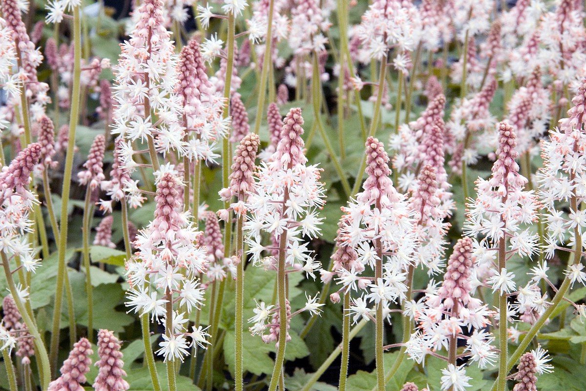 Tiarella sercolistna – piękna, choć niepopularna roślina - gardeneo