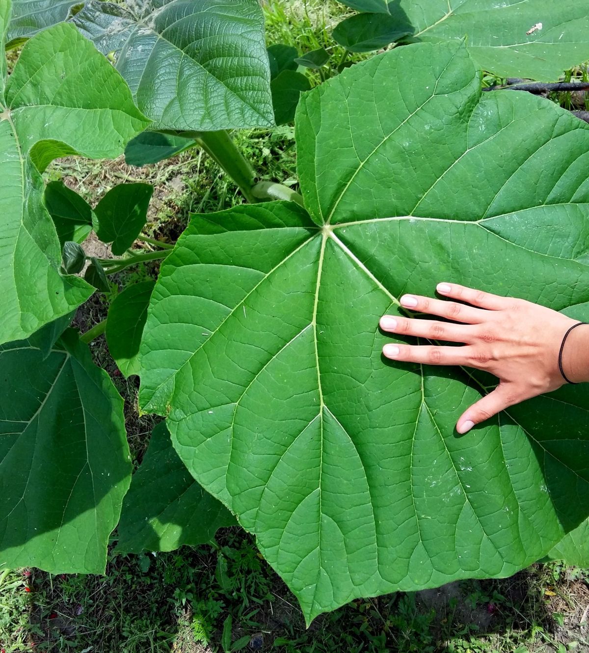 Oxytree, czyli drzewo tlenowe – uprawa, sadzonki, cena - gardeneo