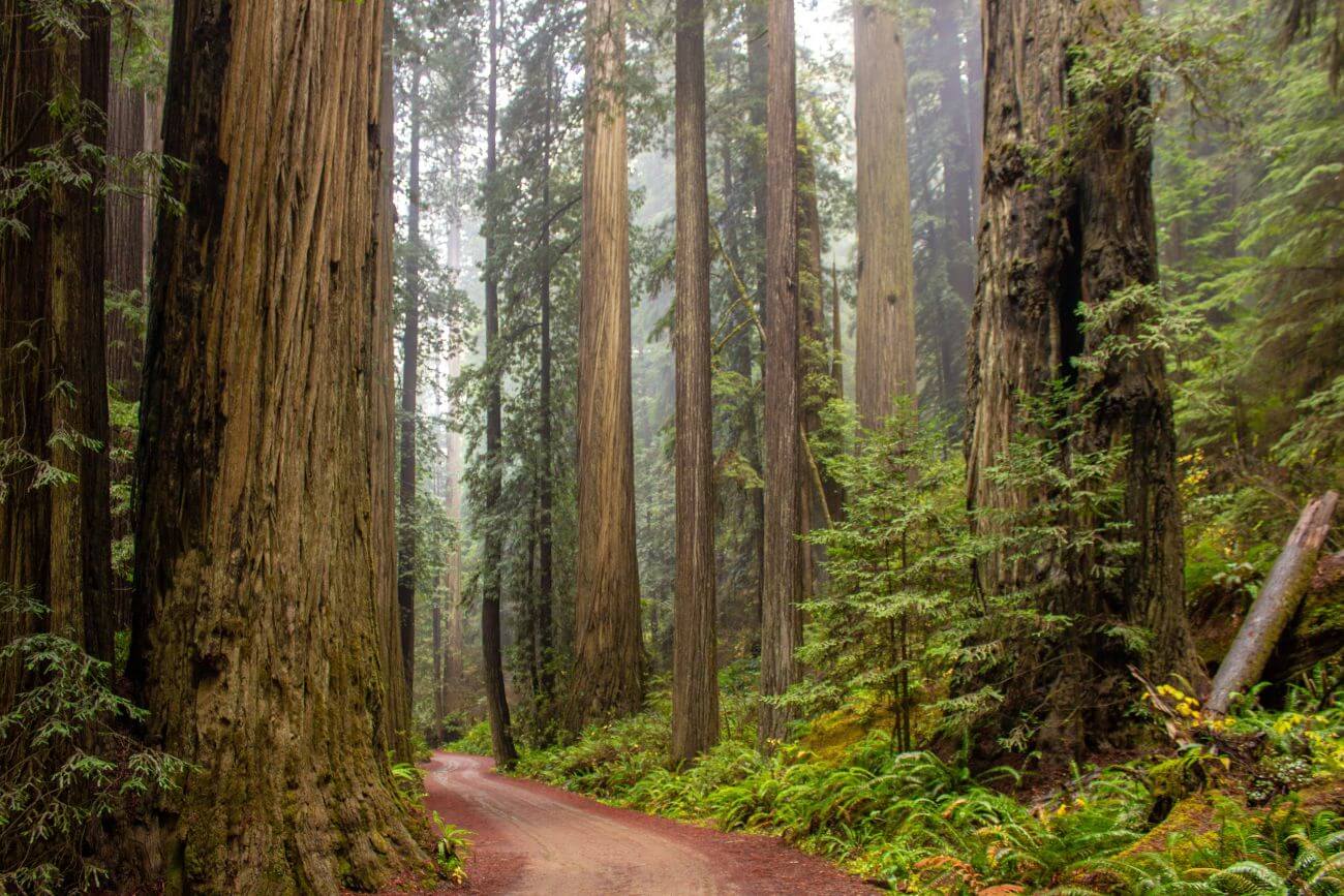 Sekwoja w Polsce – uprawa mamutowca olbrzymiego - gardeneo