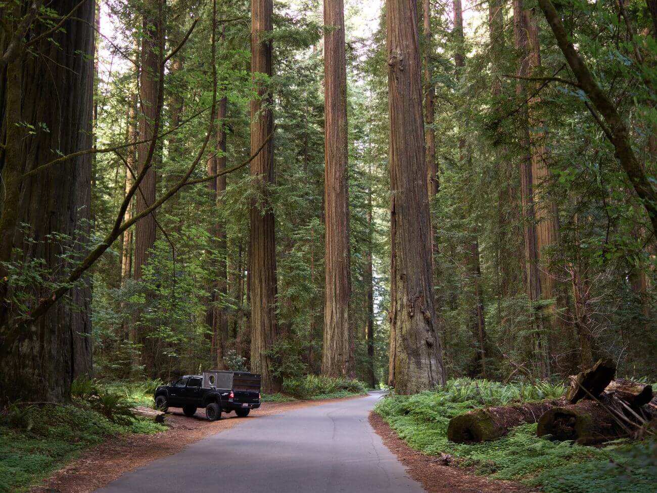 Sekwoja w Polsce – uprawa mamutowca olbrzymiego - gardeneo
