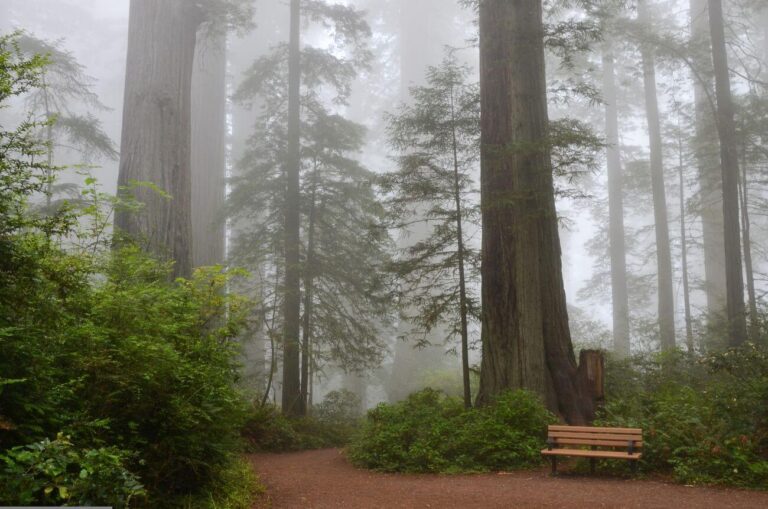 Sekwoja w Polsce – uprawa mamutowca olbrzymiego - gardeneo