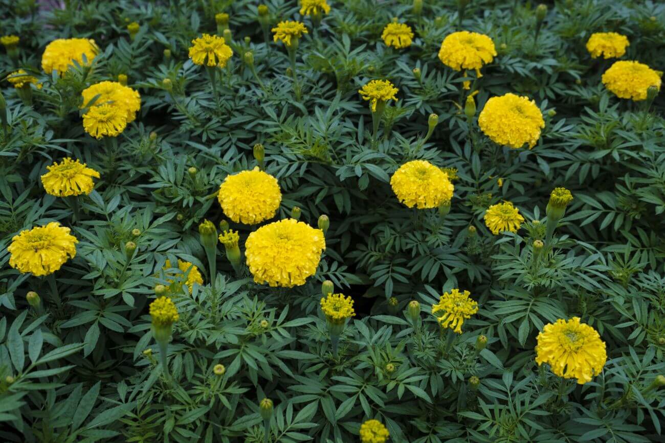 Aksamitka wzniesiona (Tagetes erecta) – uprawa, pielęgnacja - gardeneo