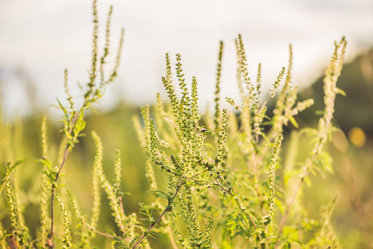 Ambrozja bylicolistna – wszystkie informacje o roślinie - gardeneo