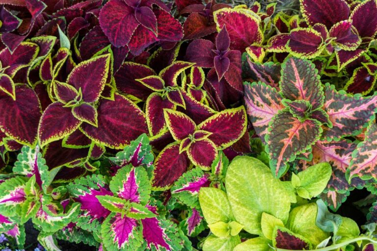 Koleus Blumego – uprawa, rozmnażanie, wymagania - gardeneo