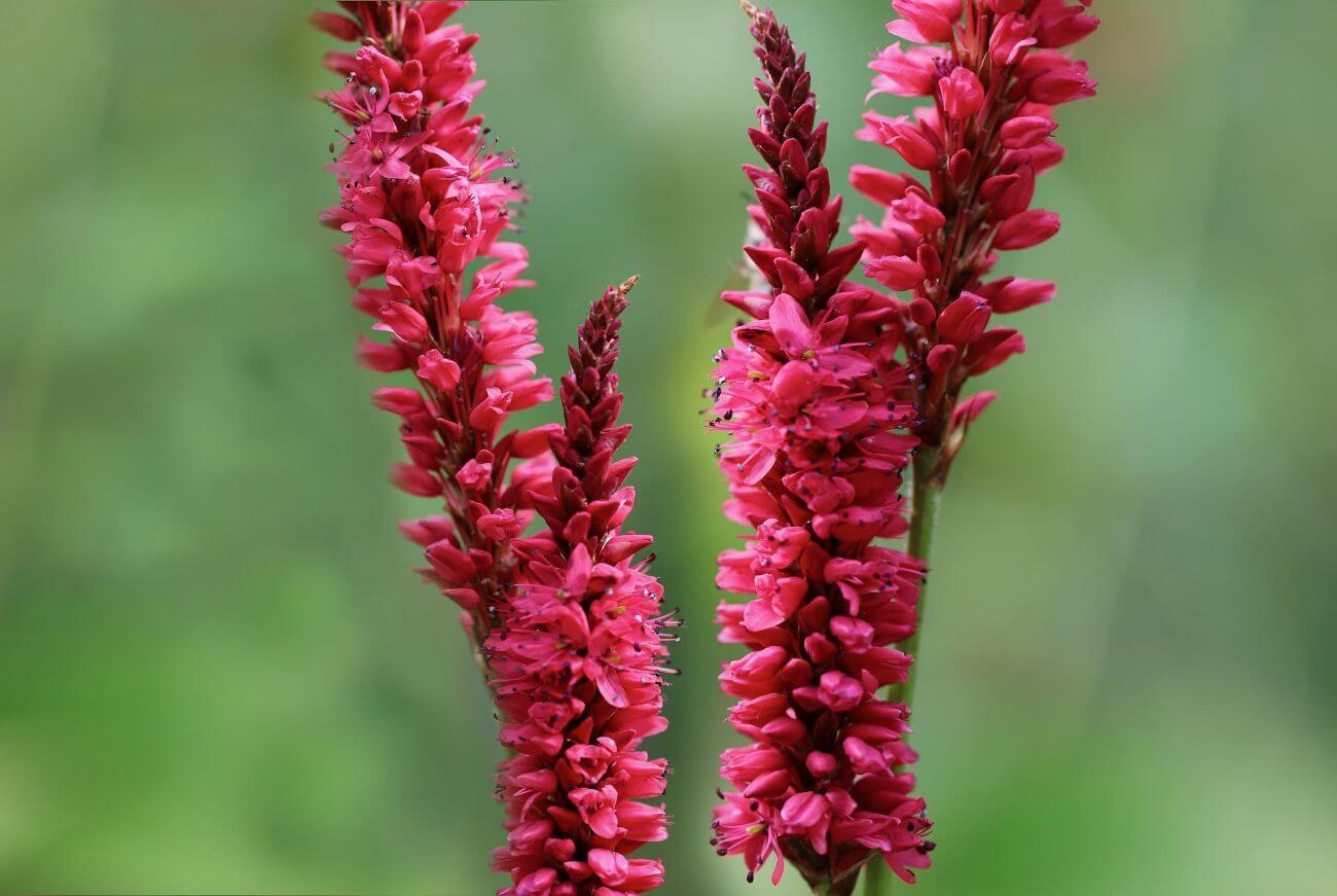 Rdest himalajski (Persicaria amplexicaulis) – uprawa