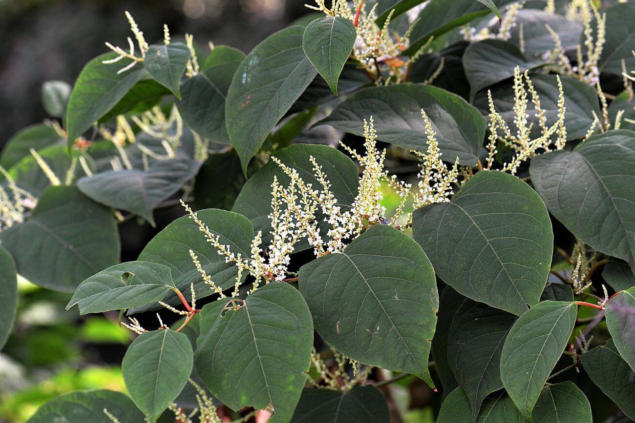 Rdest - roślina o dużym przyroście i wielu zastosowaniach. Warto ...