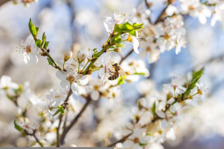 Wiśnia wonna – sadzenie, wymagania i pielęgnacja antypki - gardeneo