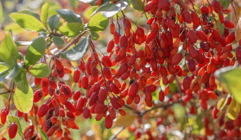 Berberys zwyczajny – na czym polega jego uprawa?