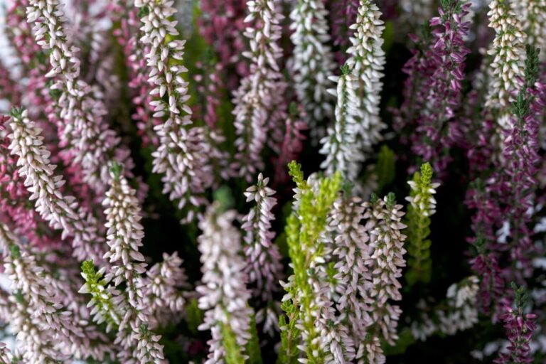 Wrzosy w domu - jak uprawiać je w doniczce?