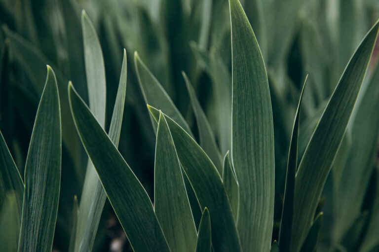 Perz właściwy – jak zwalczać? - gardeneo