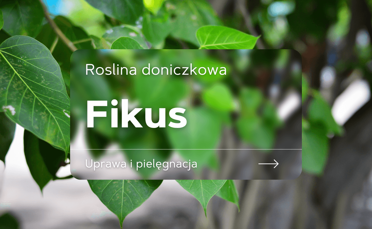 Fikus – pielęgnacja, podlewanie, odmiany - gardeneo
