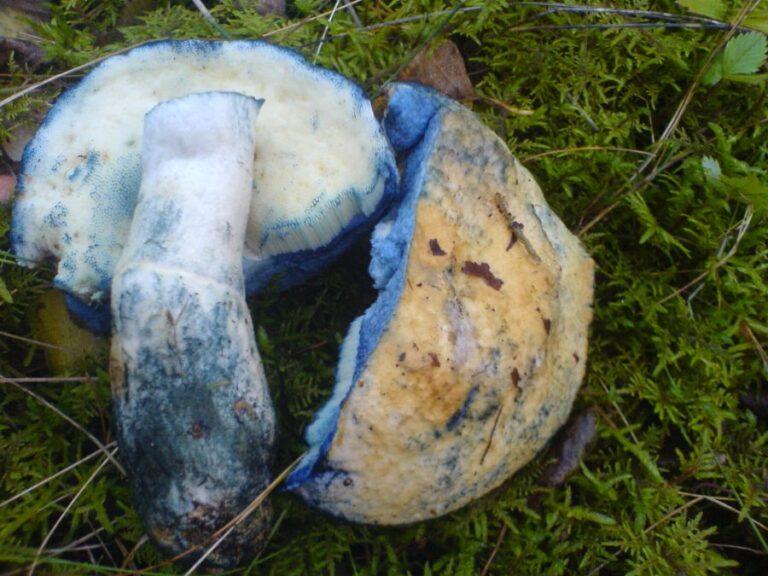 Grzyb siniak, czyli borowik ponury – jadalny czy trujący?