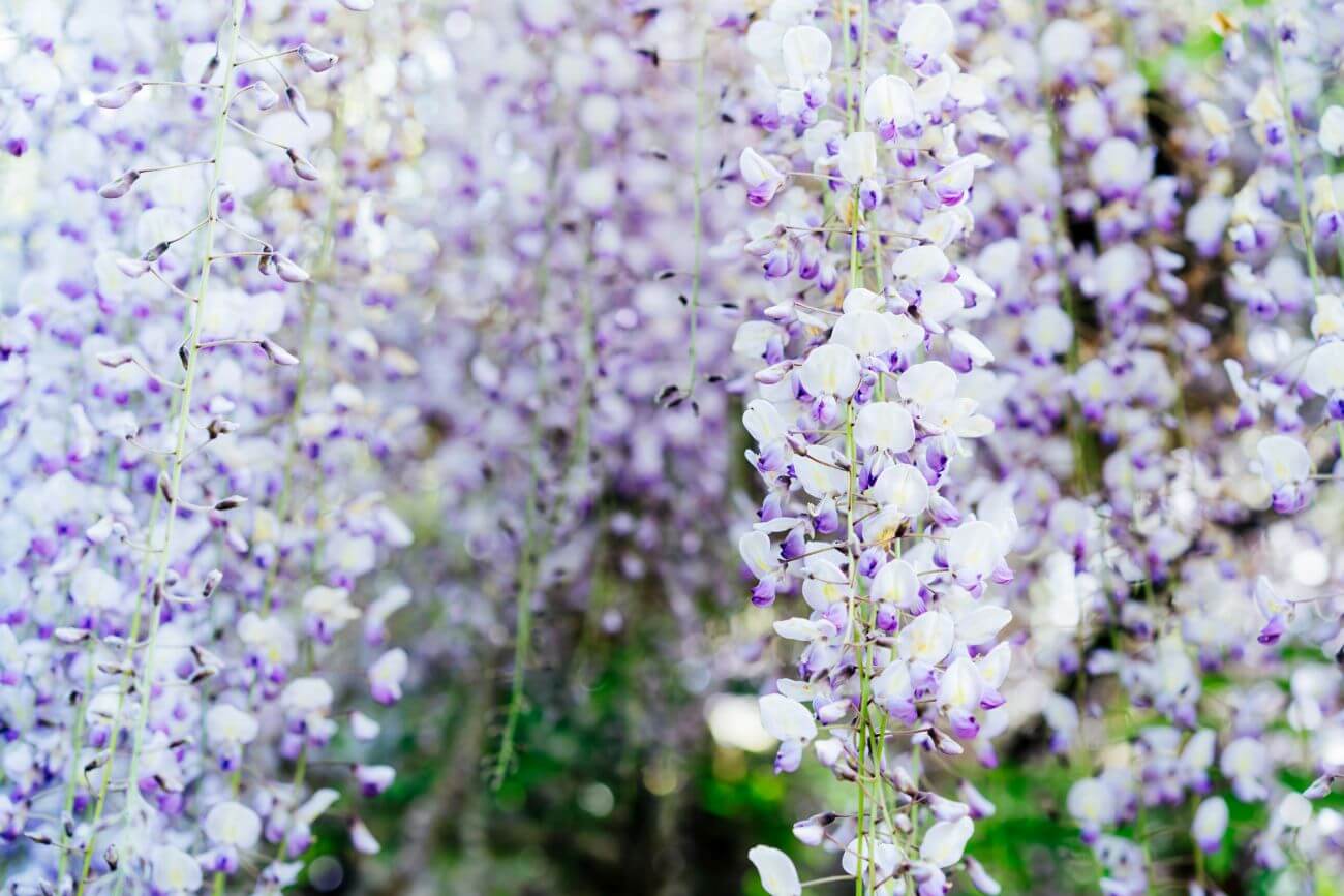 Glicynia kwiecista (Wisteria floribunda) – uprawa - gardeneo