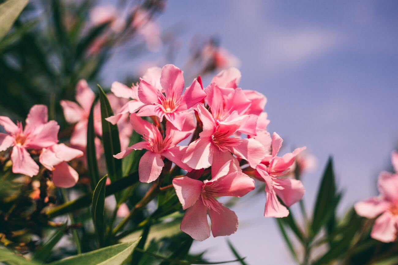 Różowe kwiaty do ogrodu, na balkon i rabaty - gardeneo